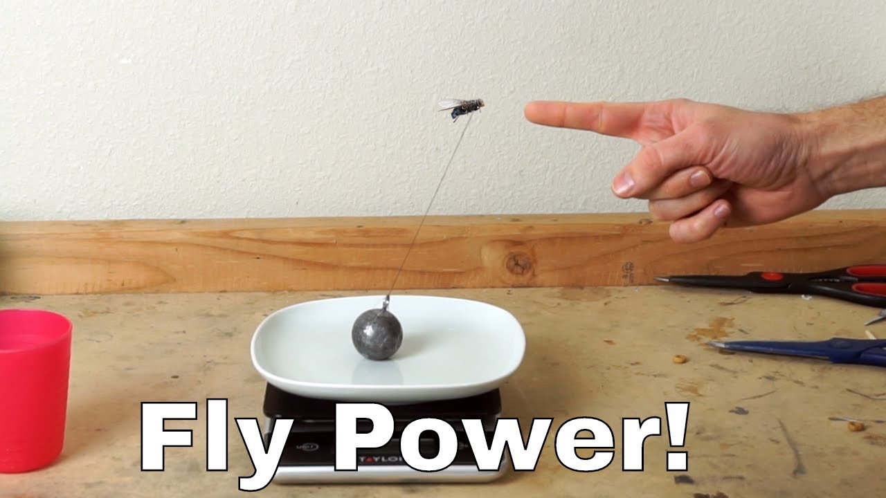 How Much Weight Can a Fly Actually Lift? Experiment—I Lassoed a Fly ...