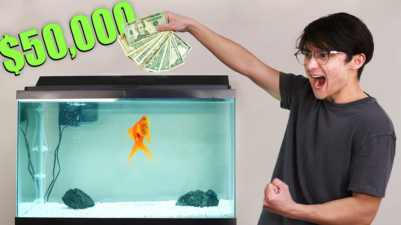 I Gave My Goldfish $50,000 to Trade Stocks | Michael Reeves