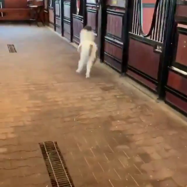 A tiny little horse makes things better